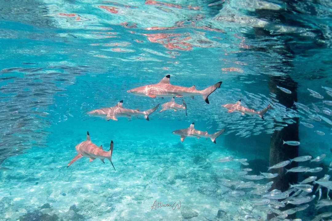 Summer Bay Packages - Summer Bay Resort